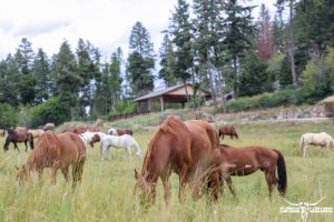 Dude & Guest Ranch Vacations ~ a curated list